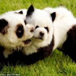 Cani colorati, la nuova moda esplosa in Giappone