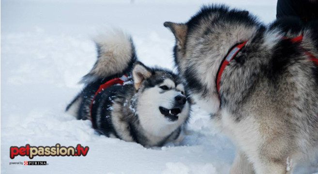 Perchè si dice "Fa un freddo cane"?