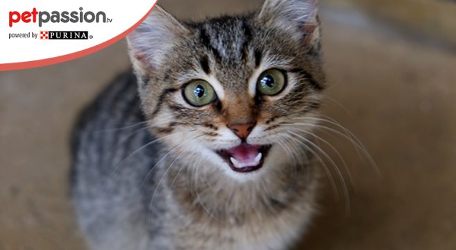 Il mio gatto ride, come capirlo? | PetPassion