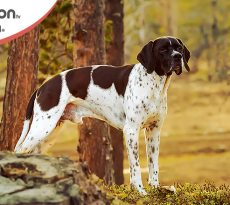 Pincher cane di razza e Zwergpinscher (o pinscher nano) | PetPassion